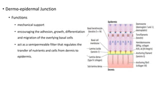 Integumentary System.pptx