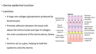 Integumentary System.pptx