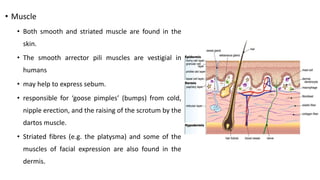 Integumentary System.pptx