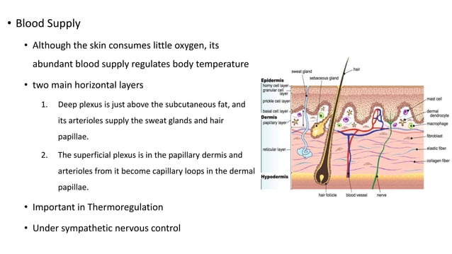 Integumentary System.pptx