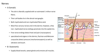 Integumentary System.pptx