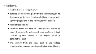 Integumentary System.pptx