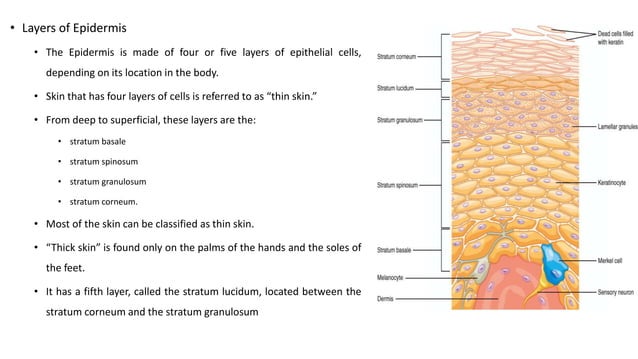 Integumentary System.pptx