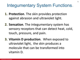 Integumentary System.pdf