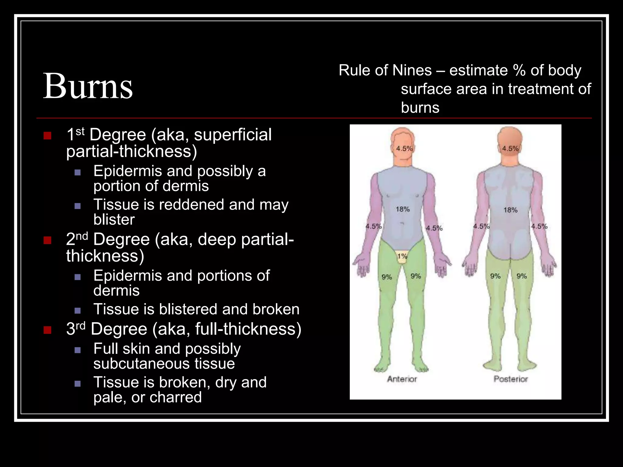integumentary system.pptx