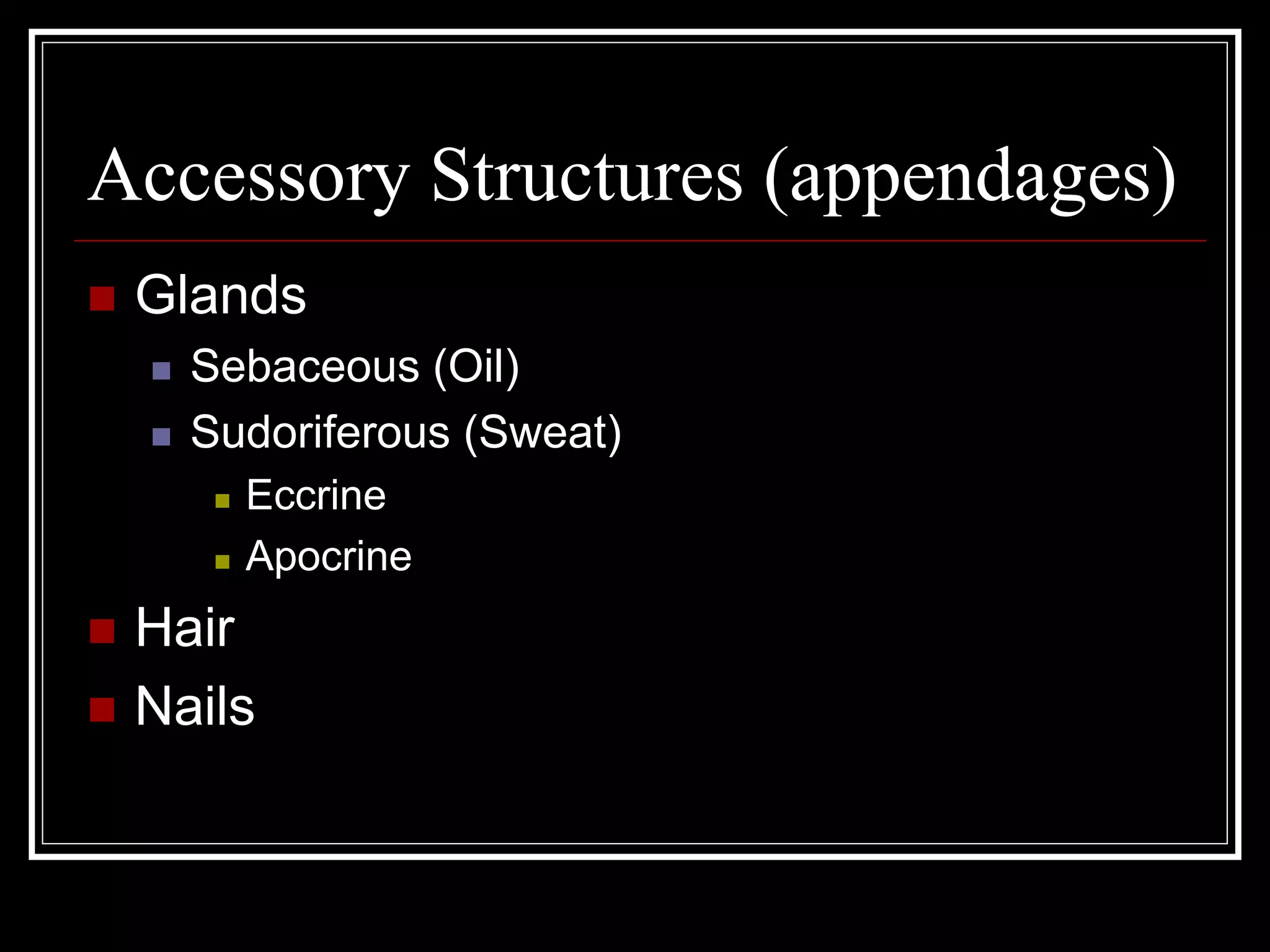 integumentary system.pptx