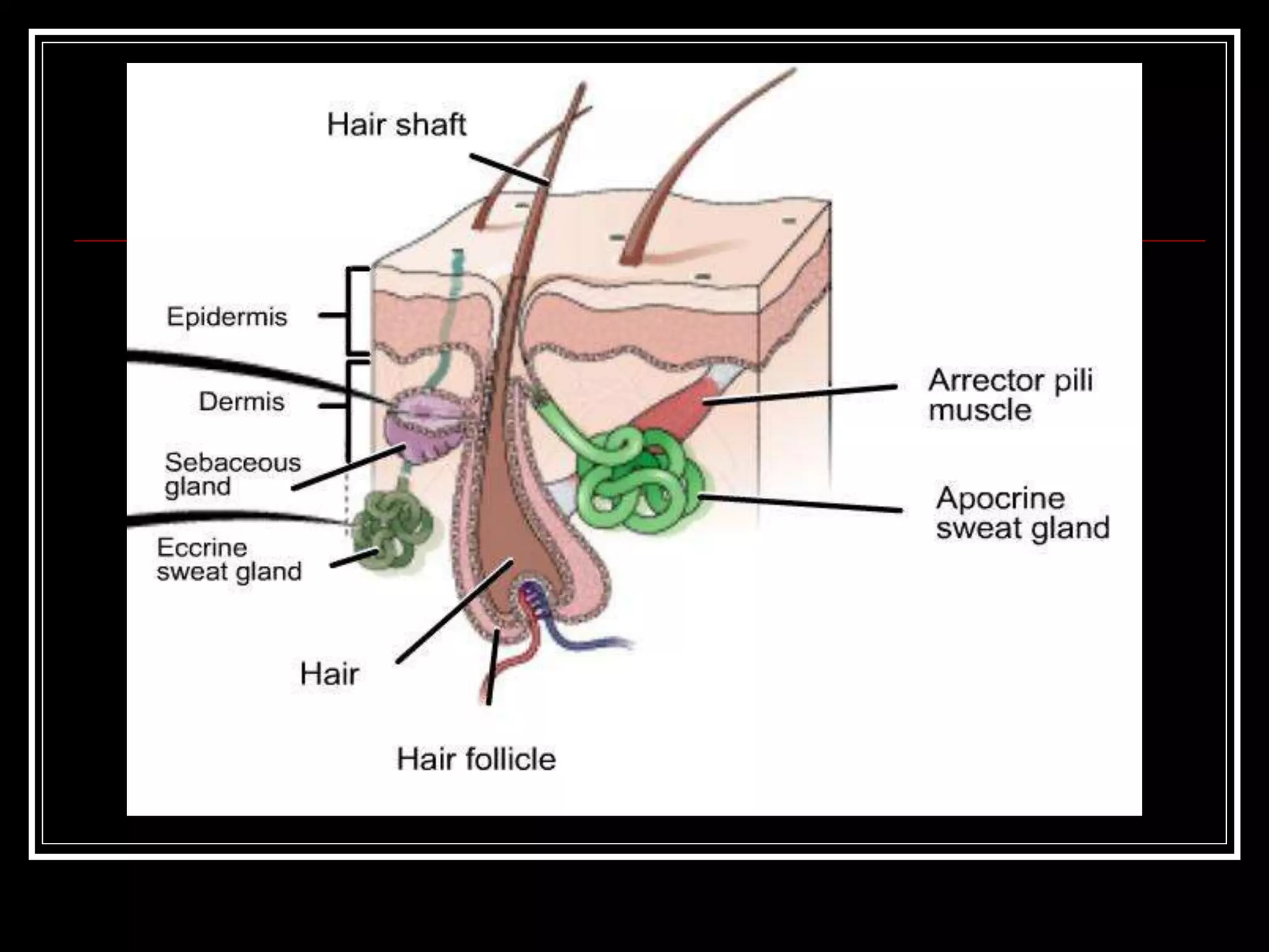 integumentary system.pptx