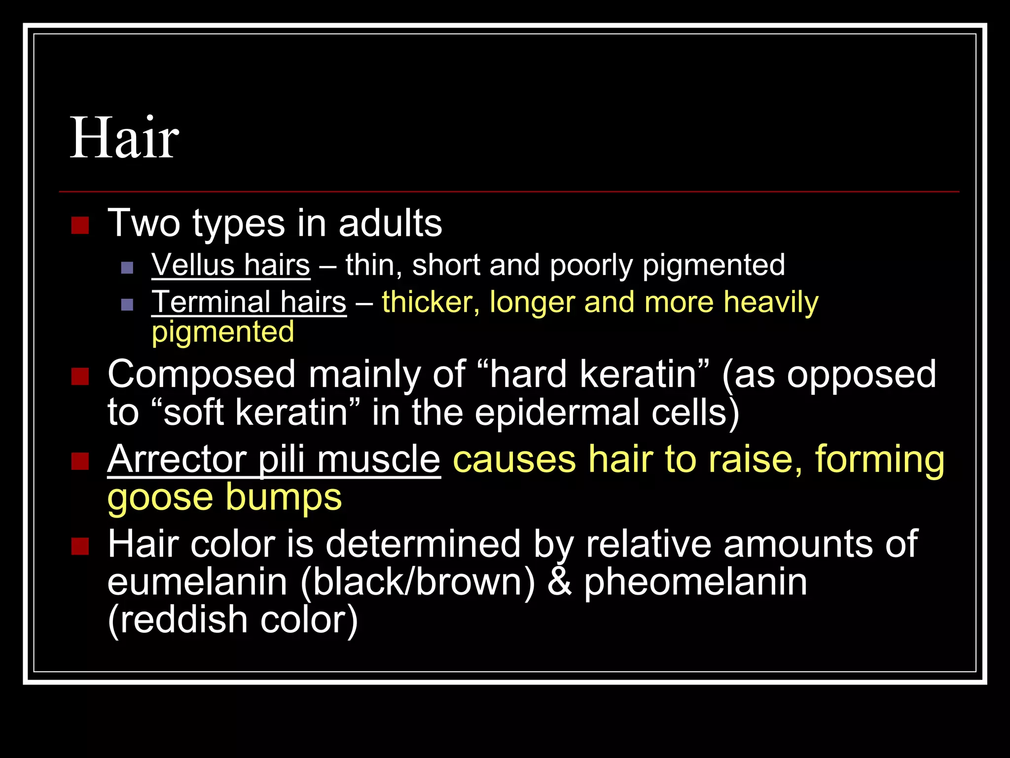 integumentary system.pptx