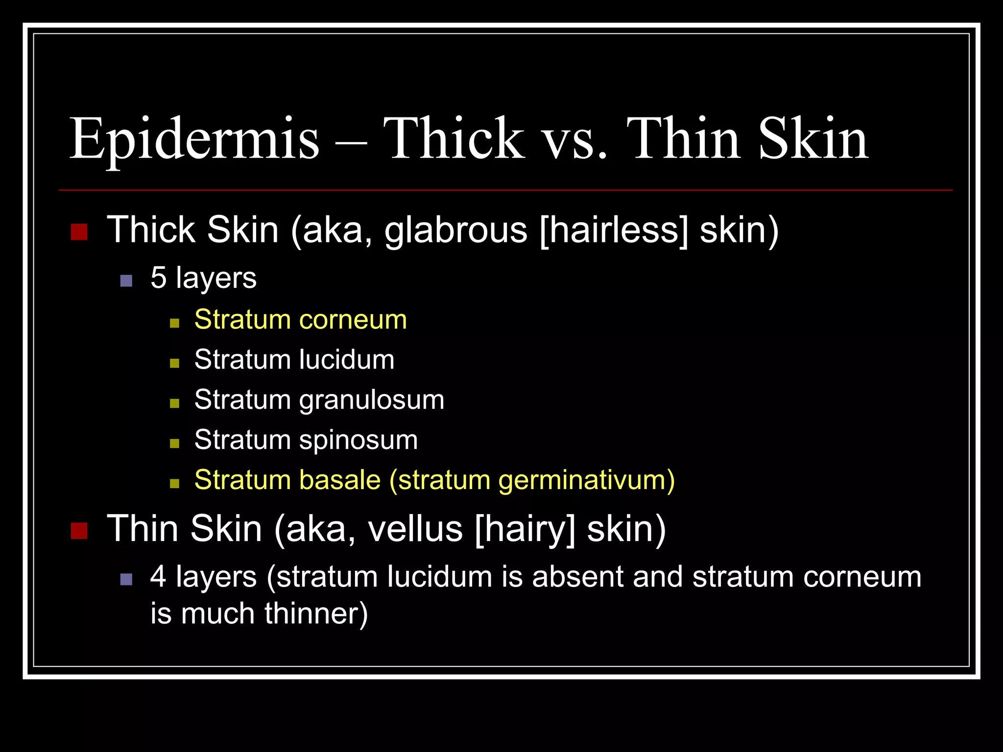 integumentary system.pptx