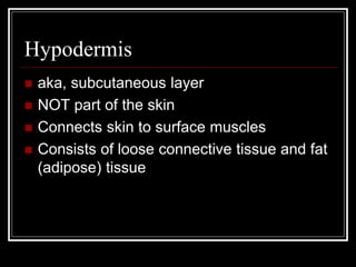 integumentary system.pptx