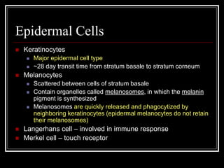 integumentary system.pptx