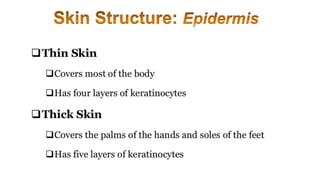 Integumentary System.pptx