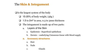 Integumentary System.pptx