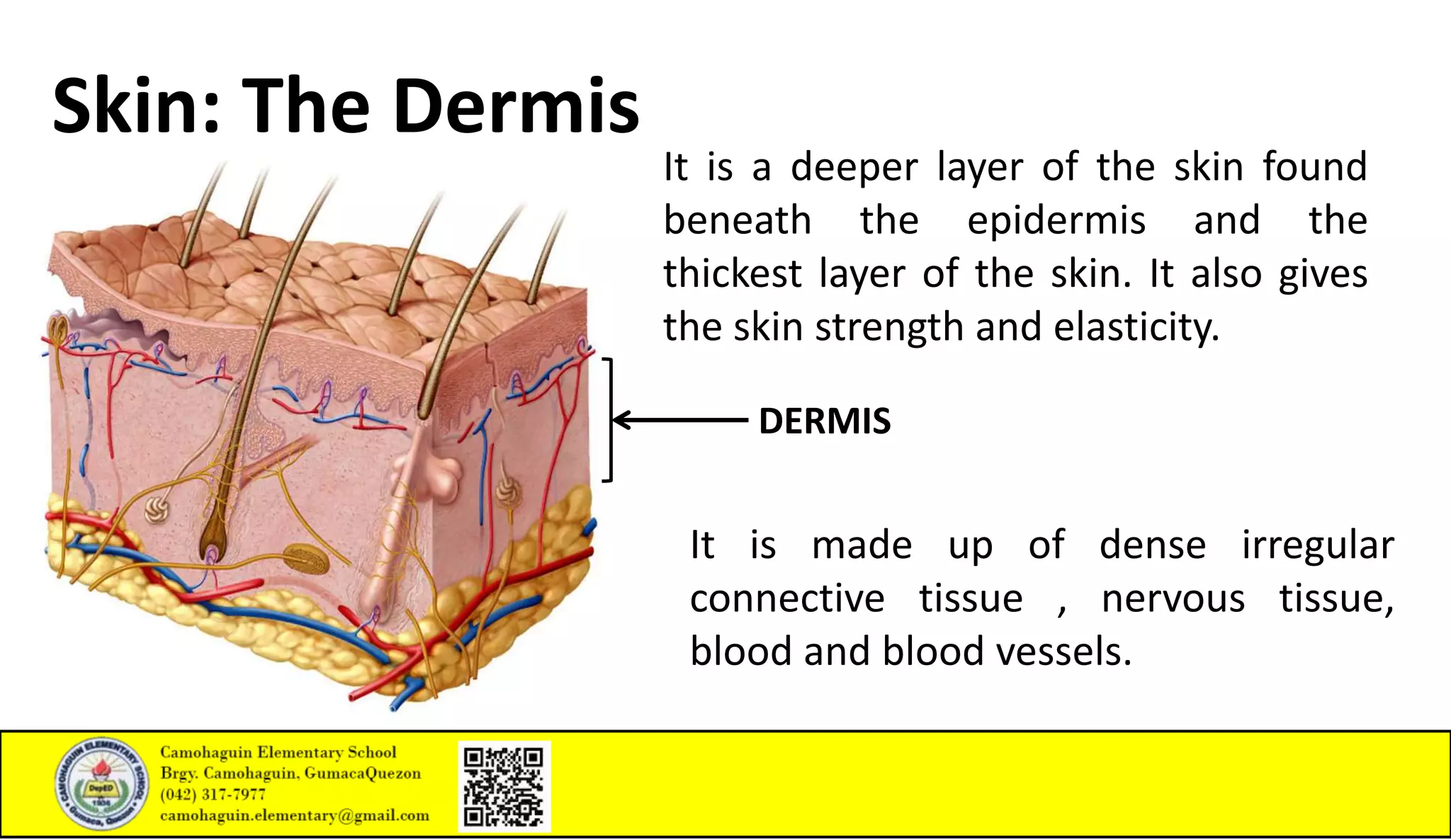 Integumentary System.pptx