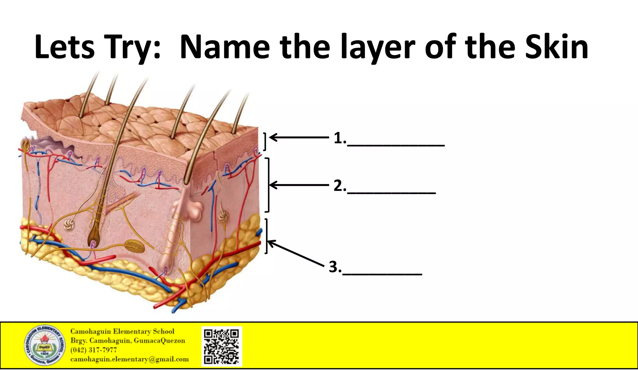 Integumentary System.pptx