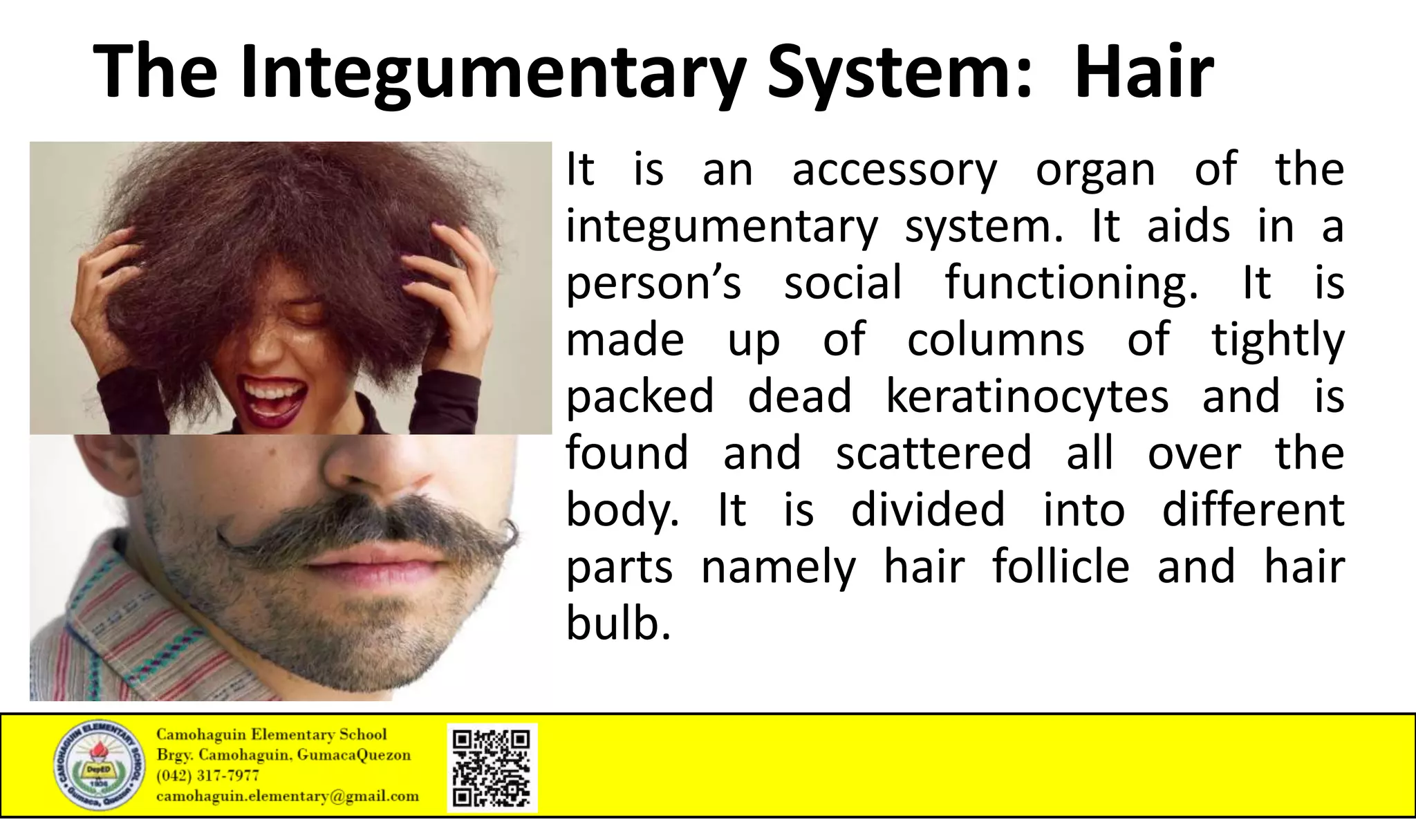 Integumentary System.pptx