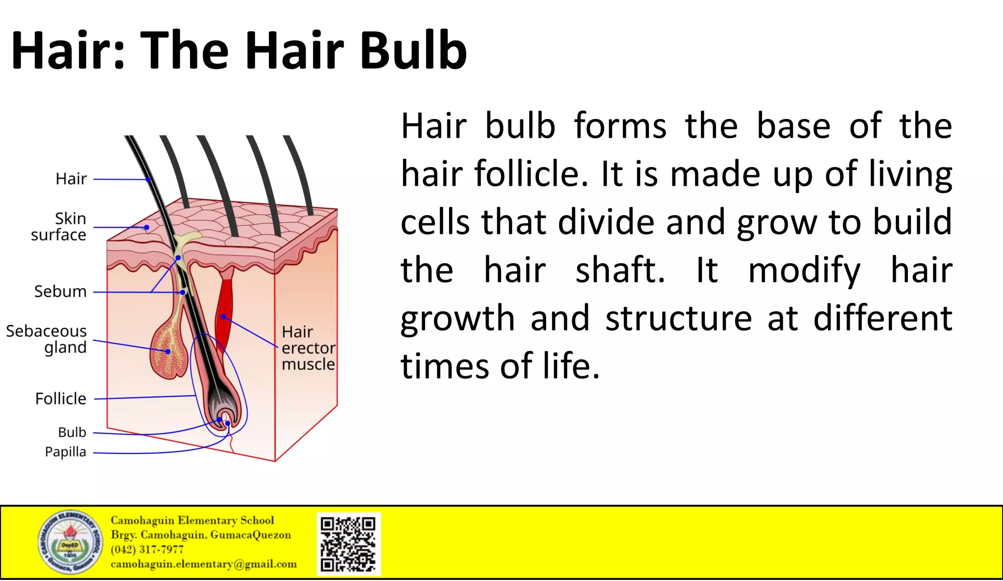 Integumentary System.pptx