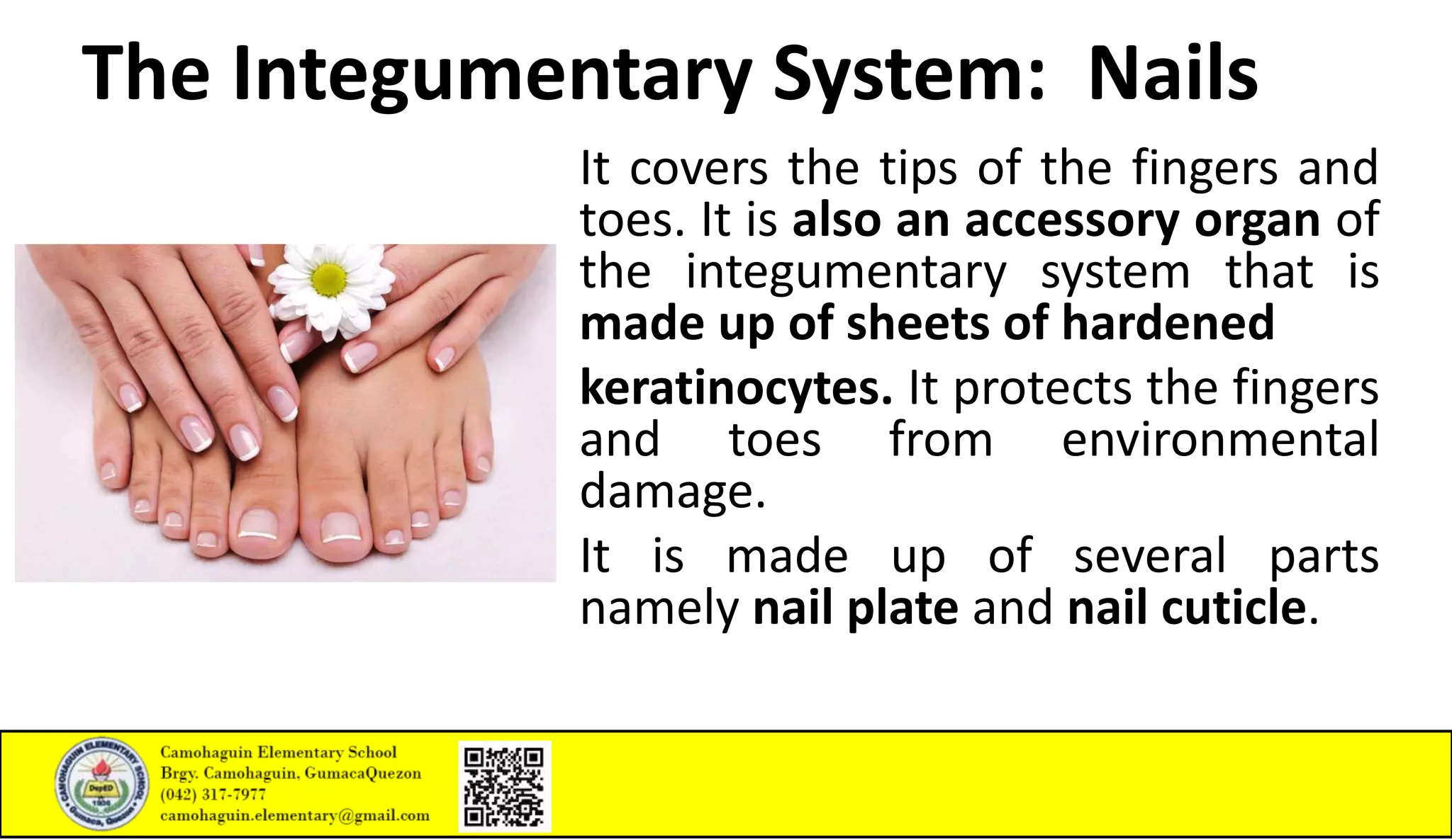 Integumentary System.pptx