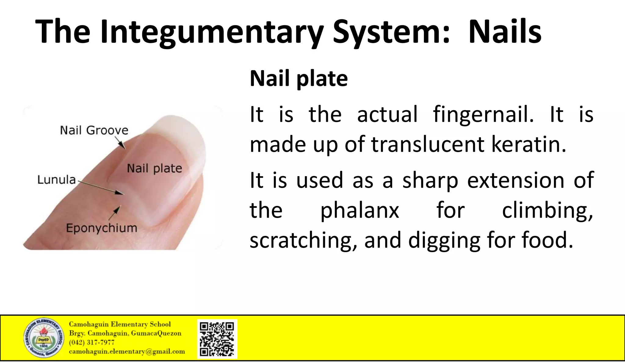 Integumentary System.pptx