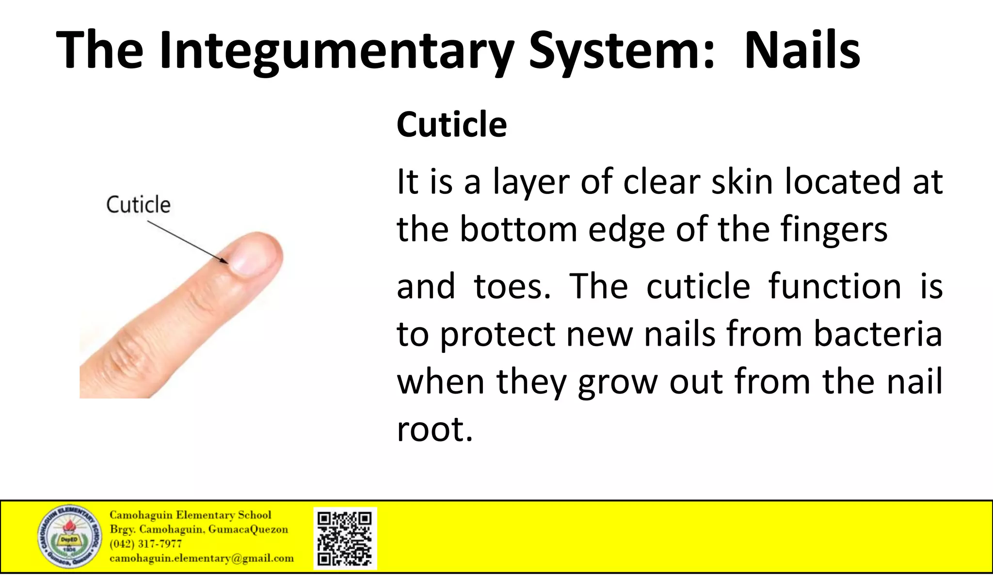 Integumentary System.pptx