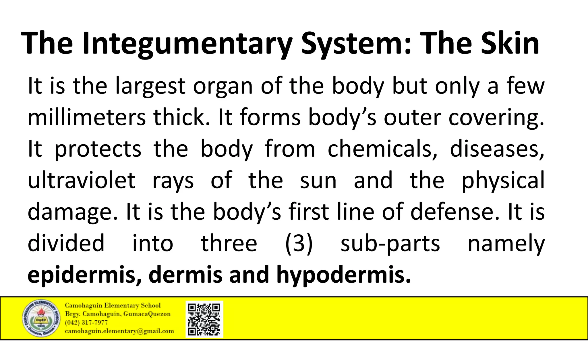 Integumentary System.pptx