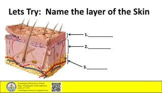 Integumentary System.pptx