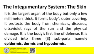 Integumentary System.pptx