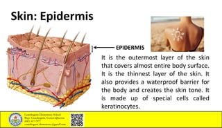 Integumentary System.pptx