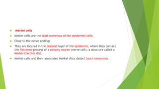 Integumentary system by Dr. Sami | PPTX