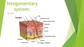 Integumentary System