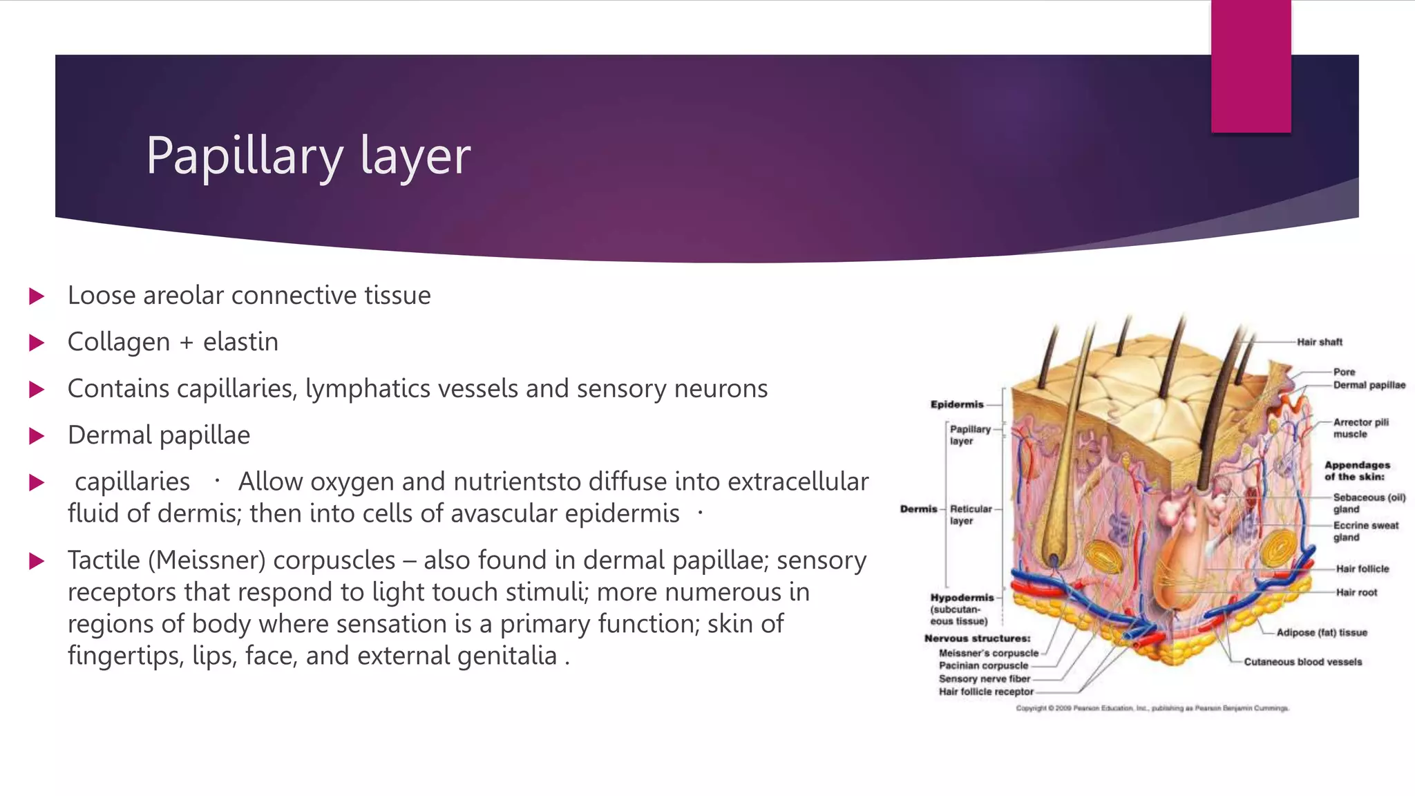 Integumentary system.pptx