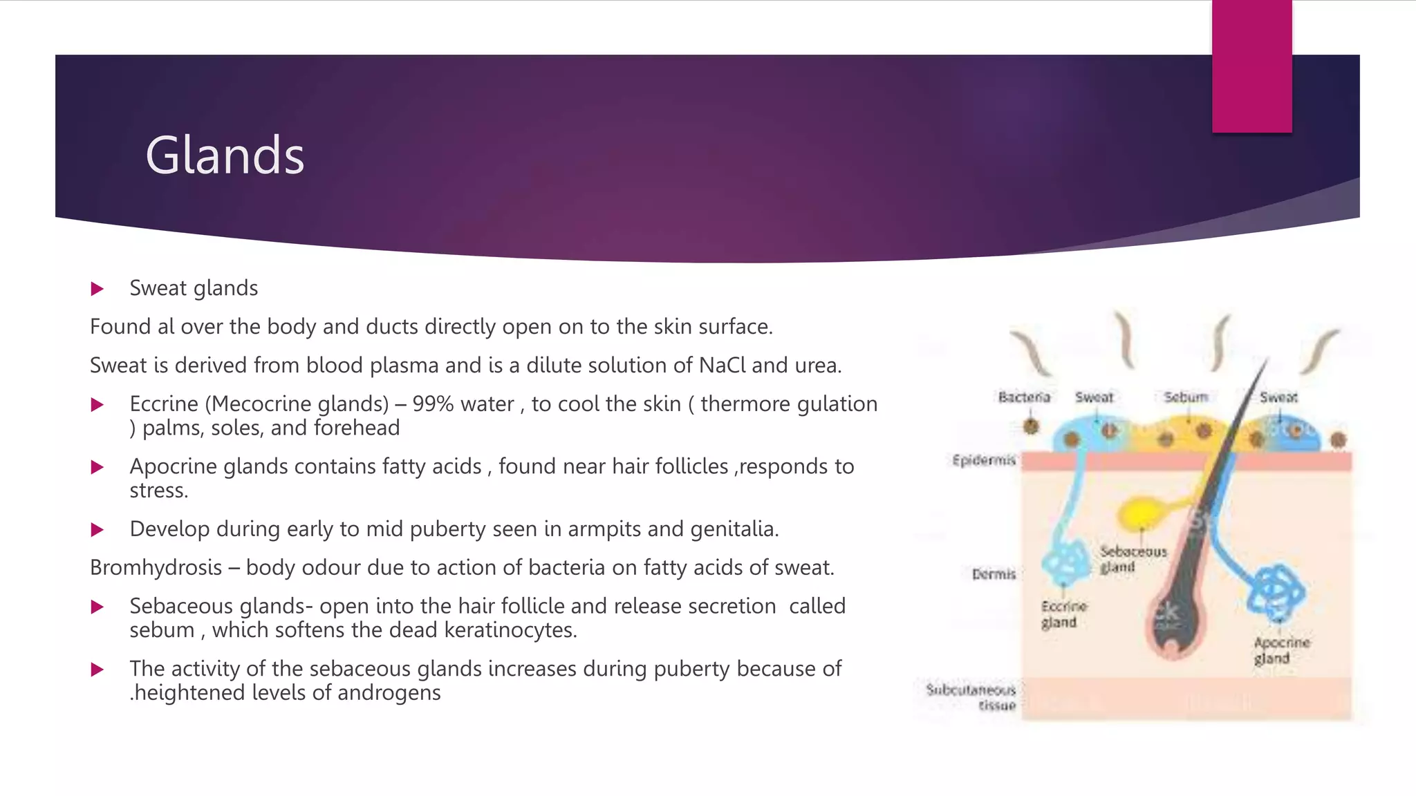Integumentary system.pptx