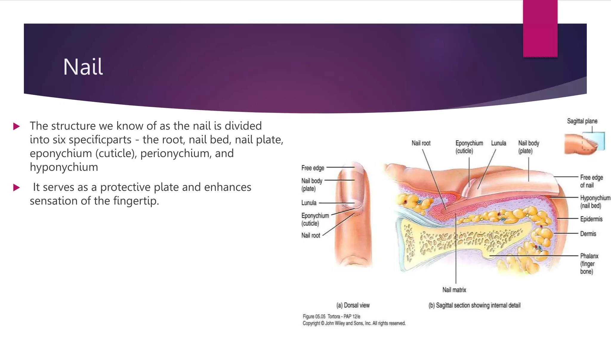 Integumentary system.pptx