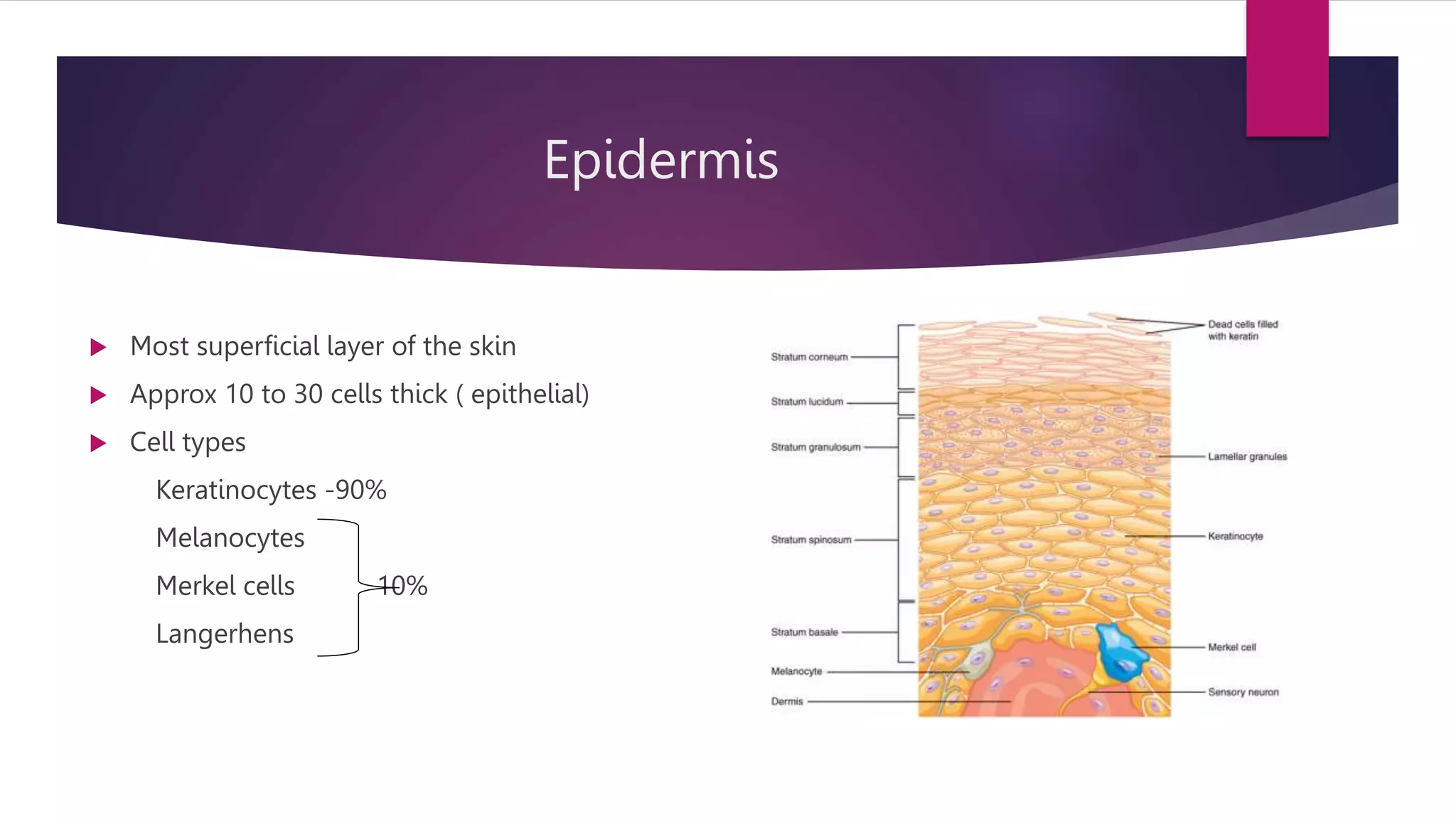 Integumentary system.pptx