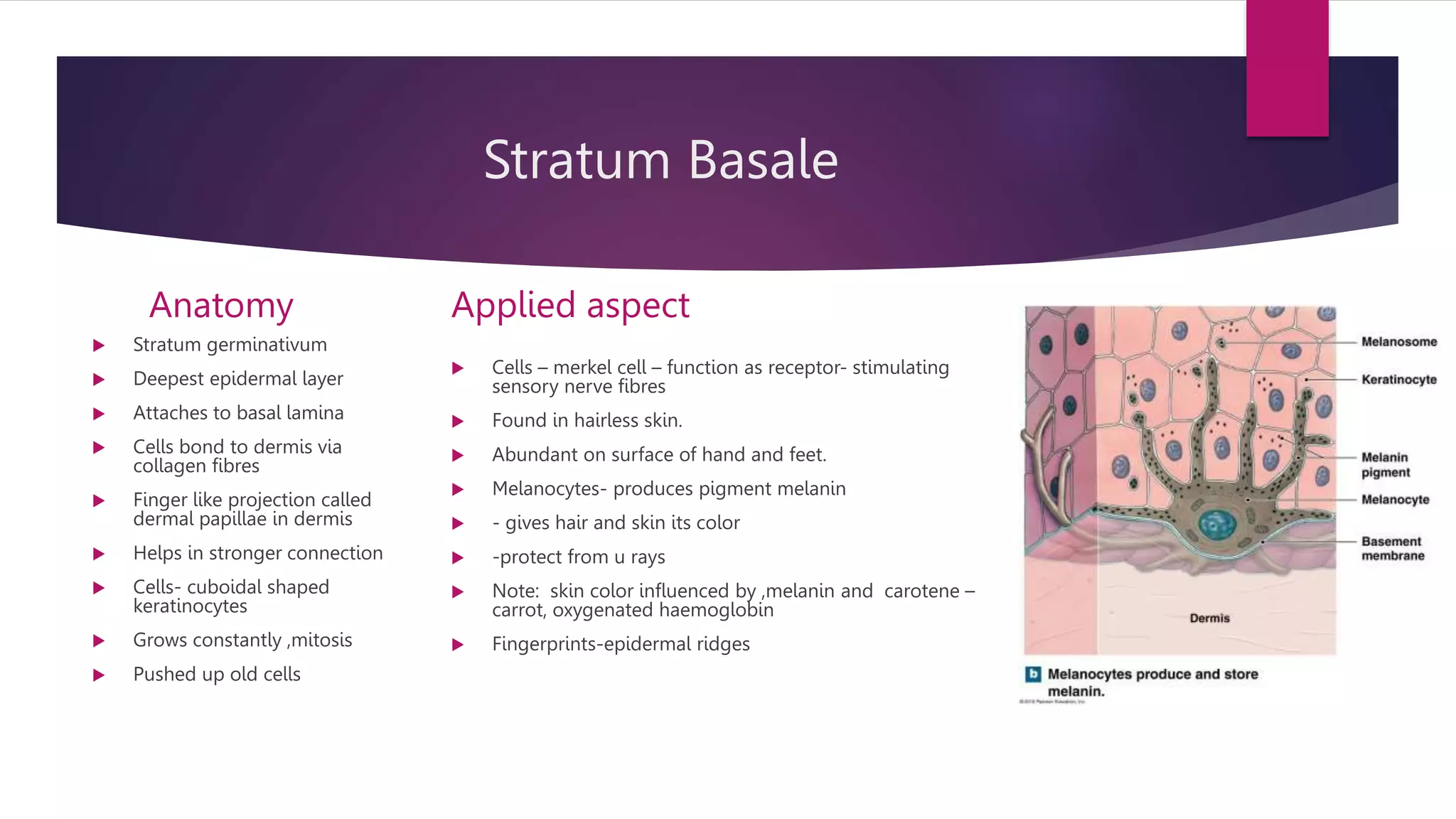 Integumentary system.pptx