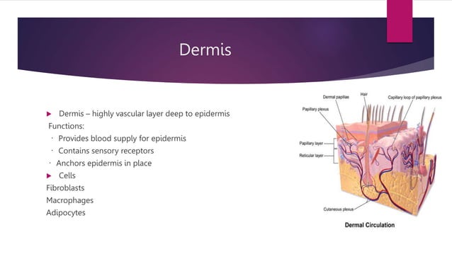 Integumentary system.pptx | Skin and Dermatology | Diseases and Conditions