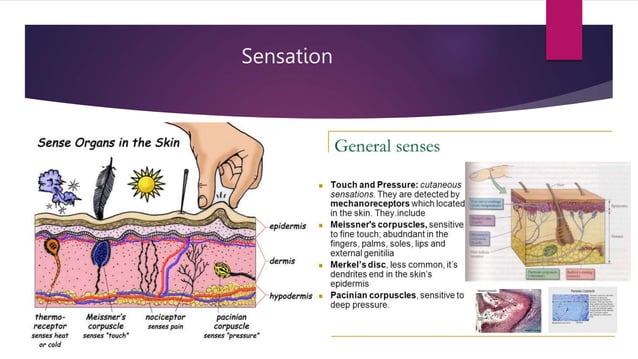 Integumentary system.pptx | Skin and Dermatology | Diseases and Conditions