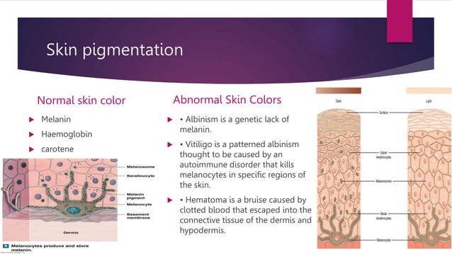Integumentary system.pptx | Skin and Dermatology | Diseases and Conditions