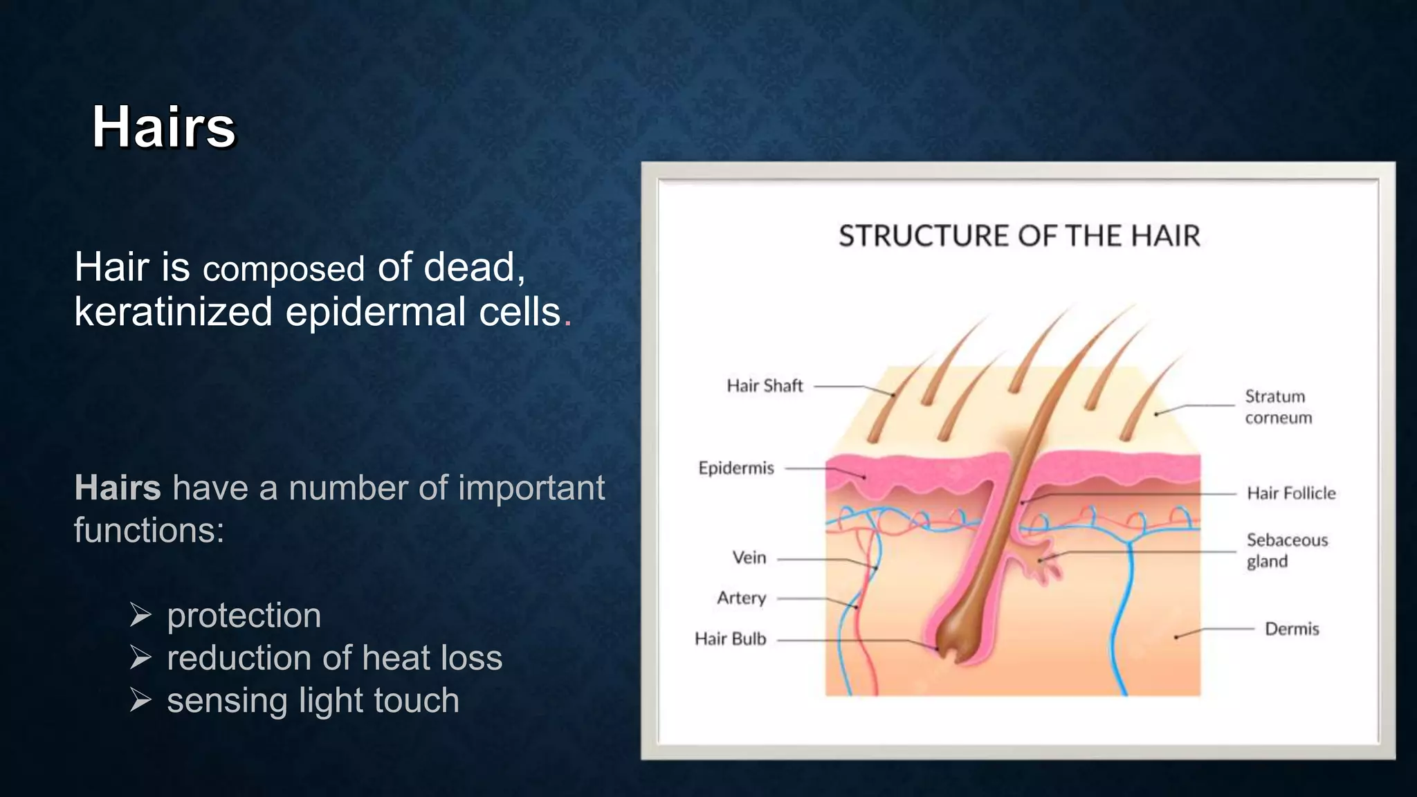 Integumentary System.pptx