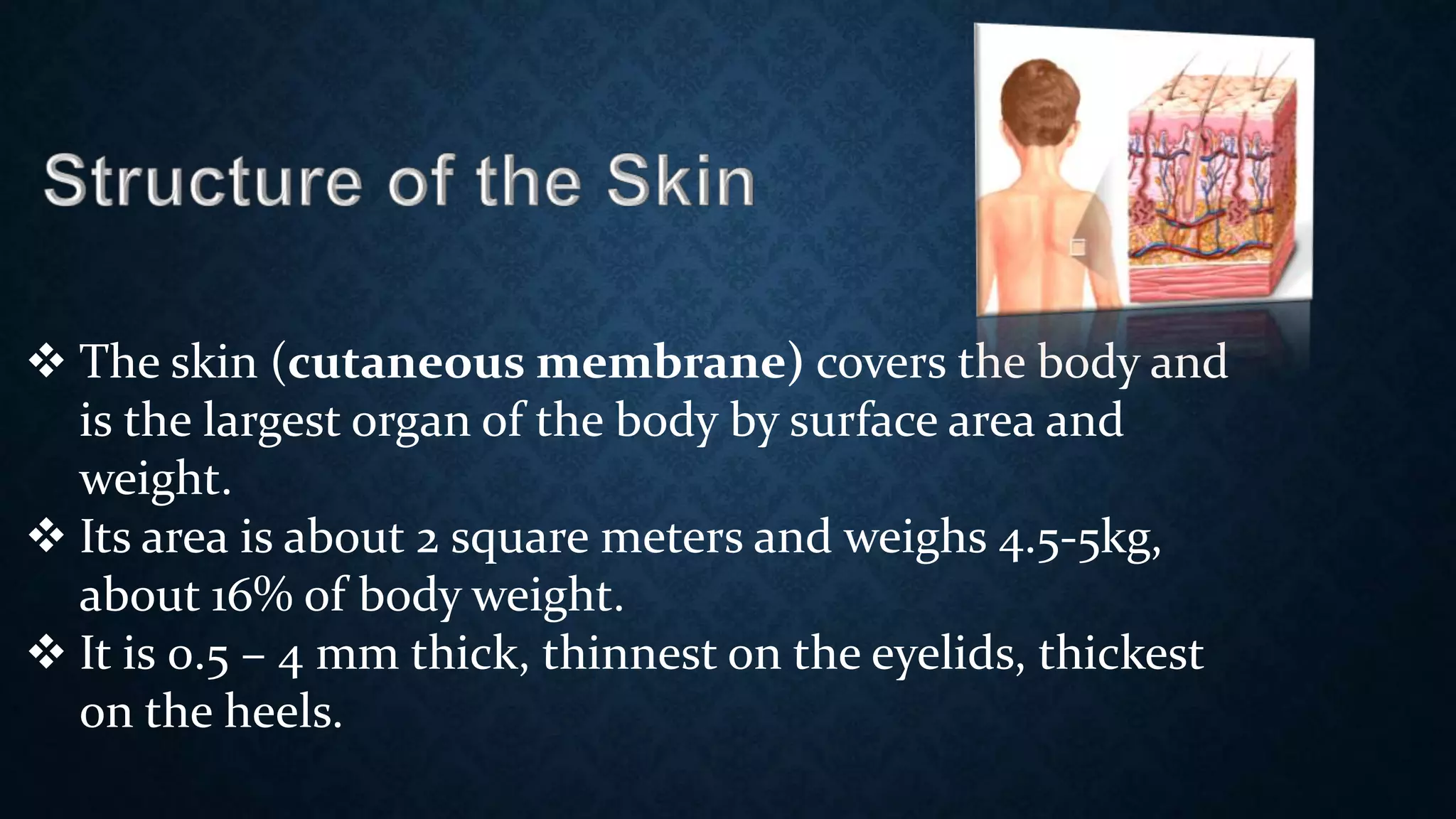 Integumentary System.pptx
