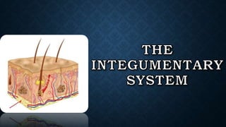 Integumentary System.pptx