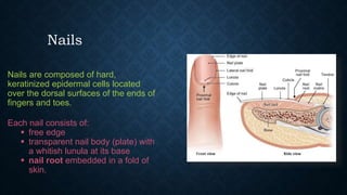 Integumentary System.pptx