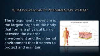 Integumentary System.pptx