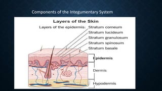 Integumentary System.pptx
