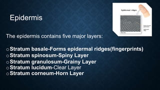 Integumentary System.pptx