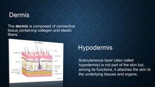 Integumentary System.pptx