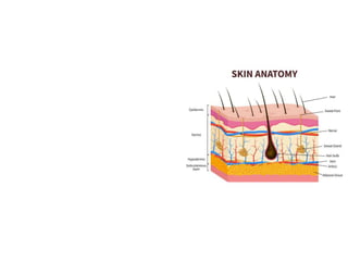Integumentary system.ppt