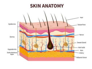Integumentary system.ppt