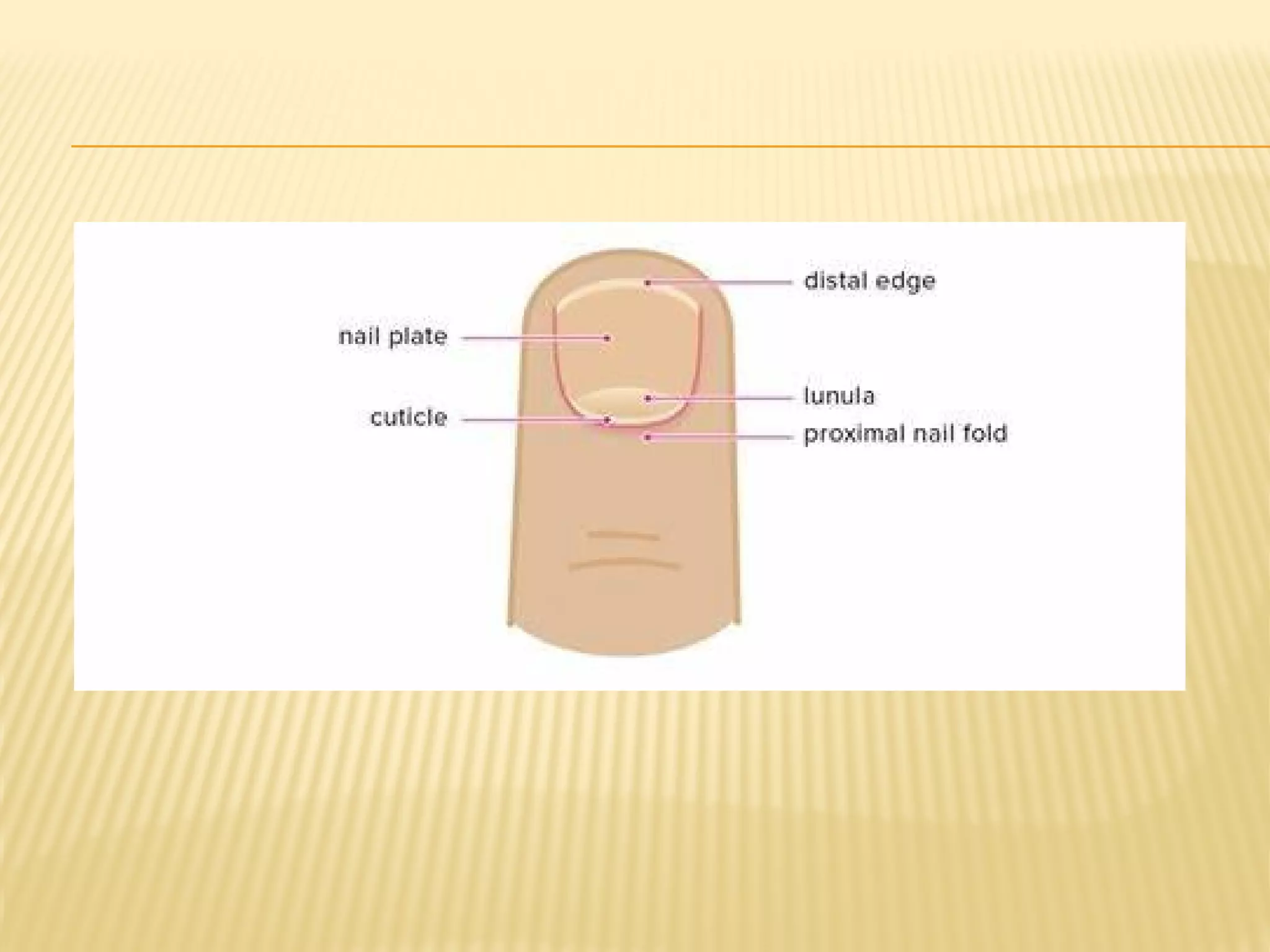 INTEGUMENTARY SYSTEM.pdf
