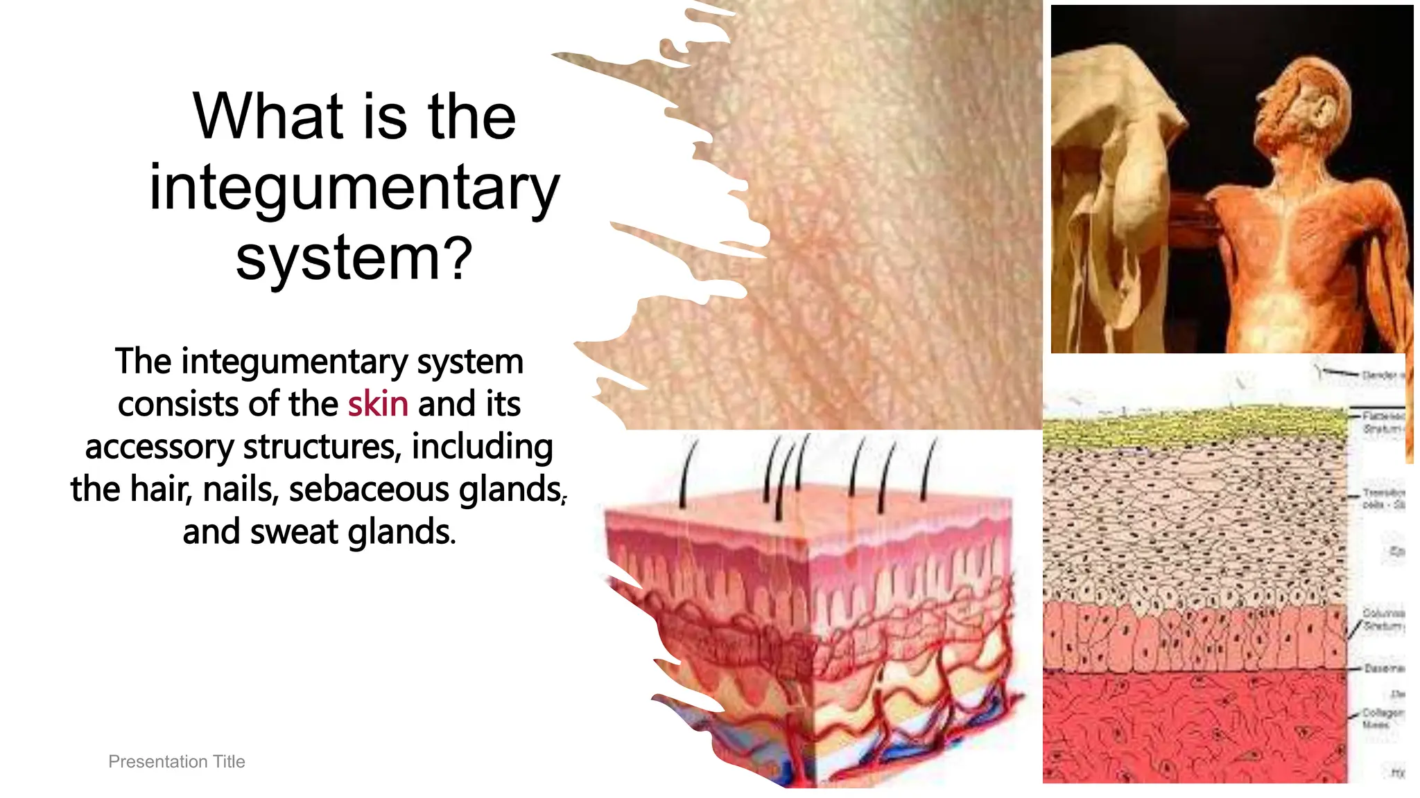 Integumentary system.pptx